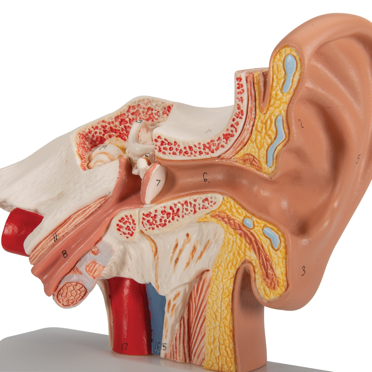 Human Ear Model for Desktop, 1.5 times Life-Size – Medisave UK