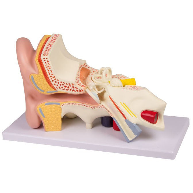 Ear Model - 3 Times Life-Size, 4 Parts – Medisave UK