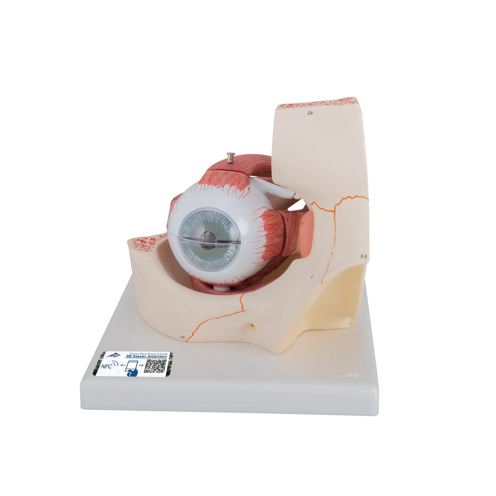 Human Eye Model, 3 times Full-Size, 7 part – Medisave UK