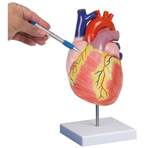 Human Heart - 2 Times Life-Size, 2 Parts – Medisave UK
