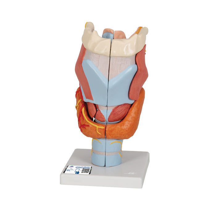 Human Larynx Model, 2 times Full-Size, 7 part – Medisave UK