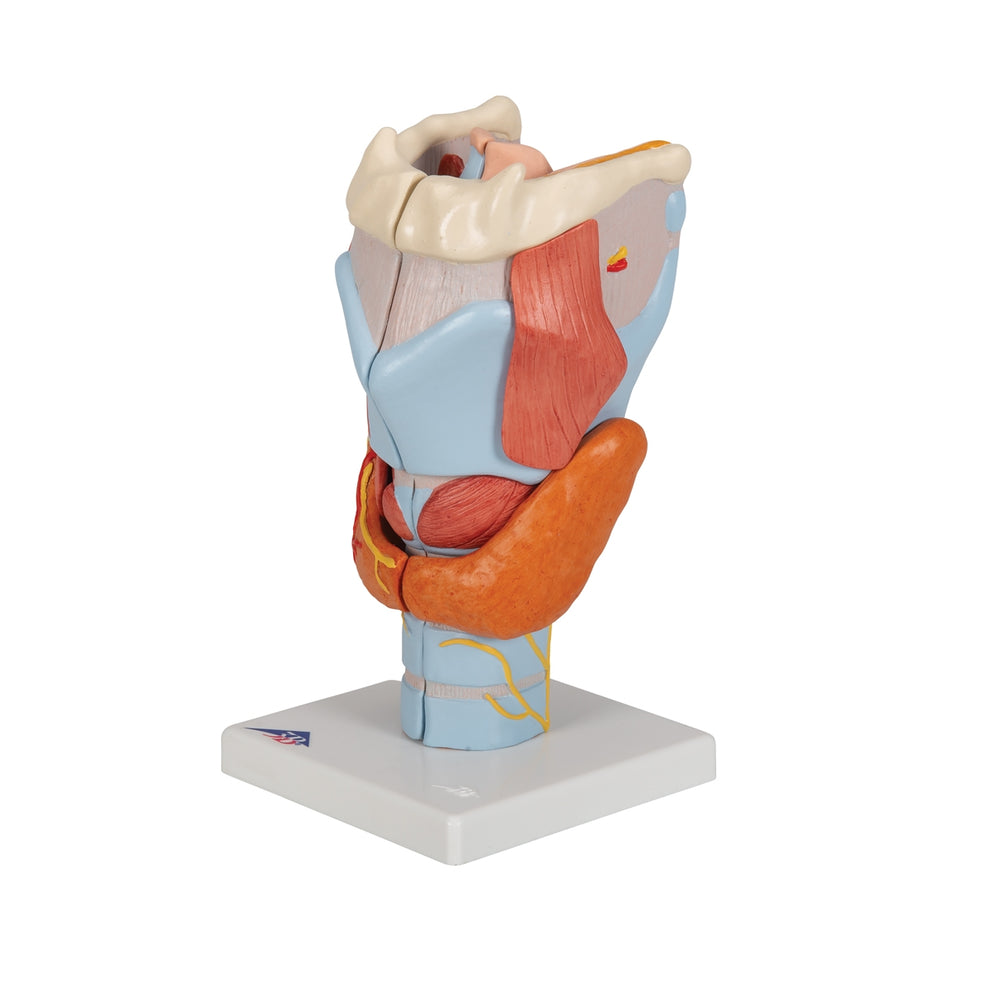 Human Larynx Model, 2 times Full-Size, 7 part – Medisave UK