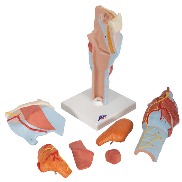 Human Larynx Model, 2 times Full-Size, 7 part – Medisave UK