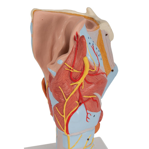 Human Larynx Model, 2 times Full-Size, 7 part – Medisave UK