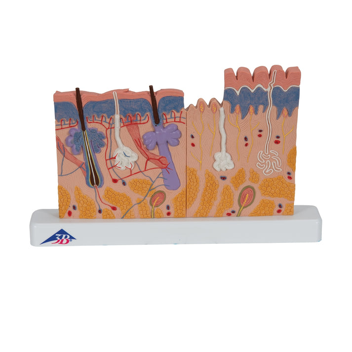 Human Skin Section Model, 40 times Full-Size – Medisave UK