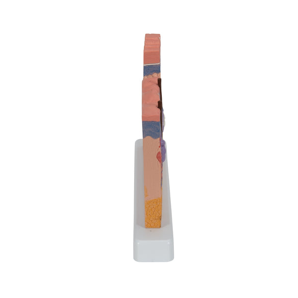 Human Skin Section Model, 40 times Full-Size – Medisave UK