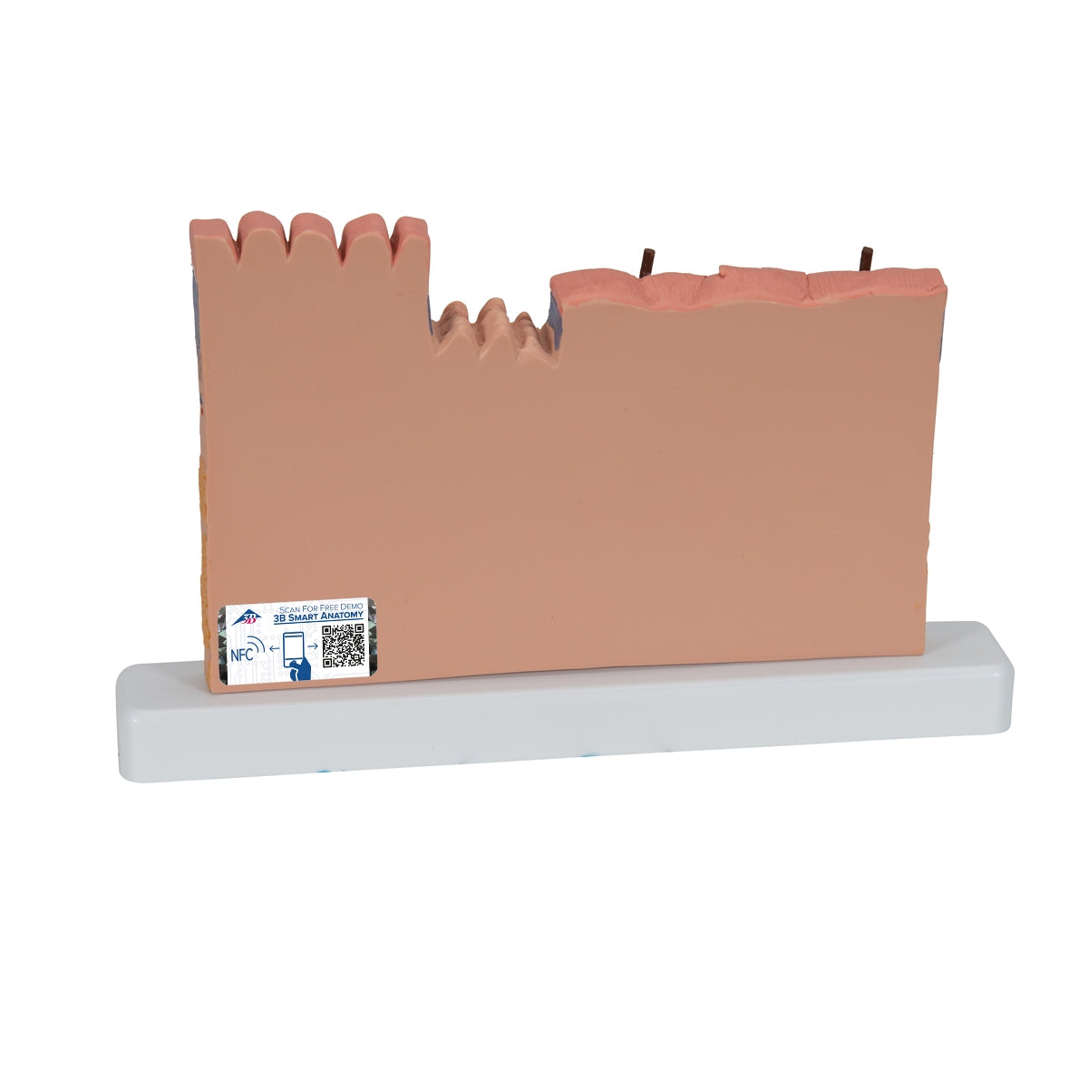 Human Skin Section Model, 40 times Full-Size – Medisave UK