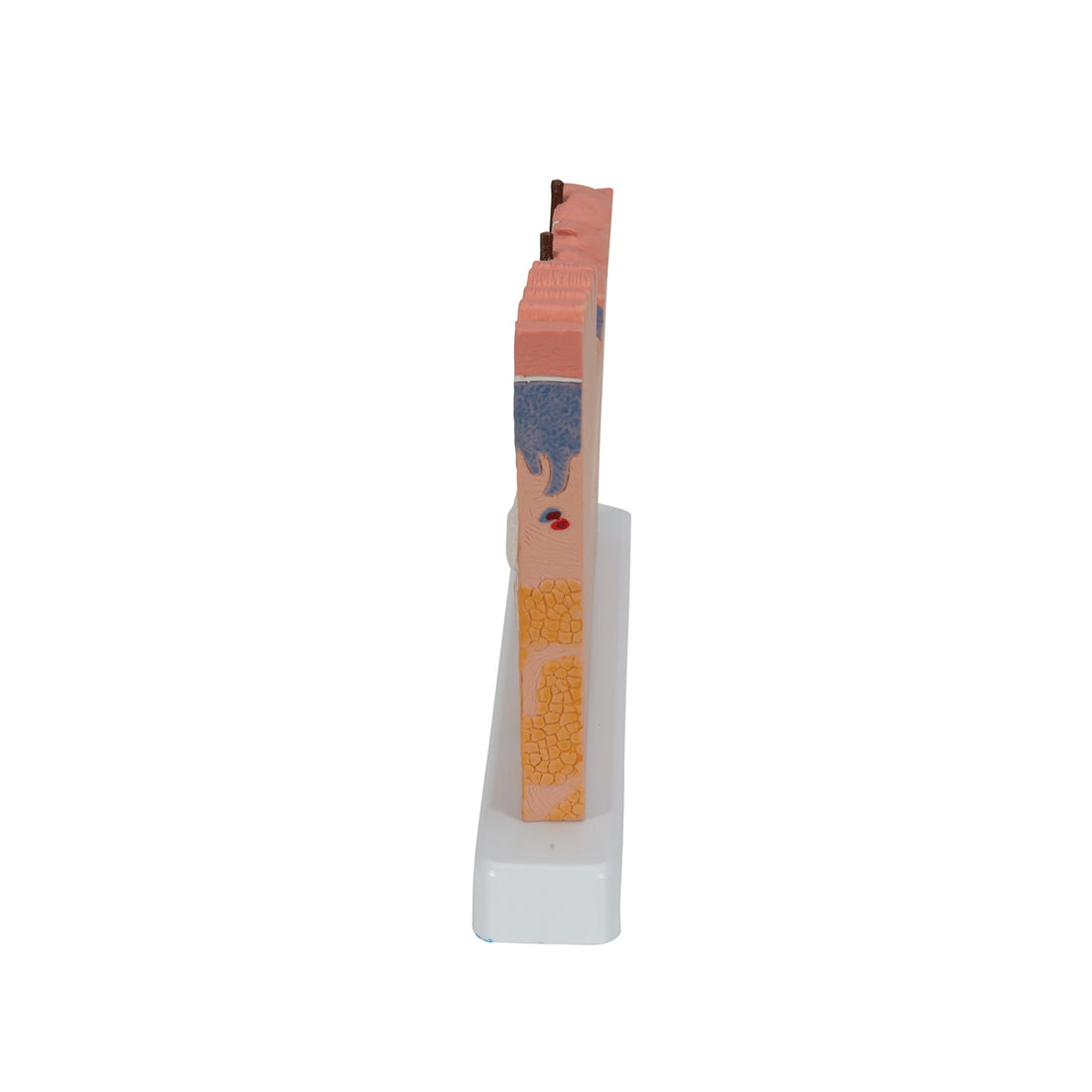 Human Skin Section Model, 40 times Full-Size – Medisave UK