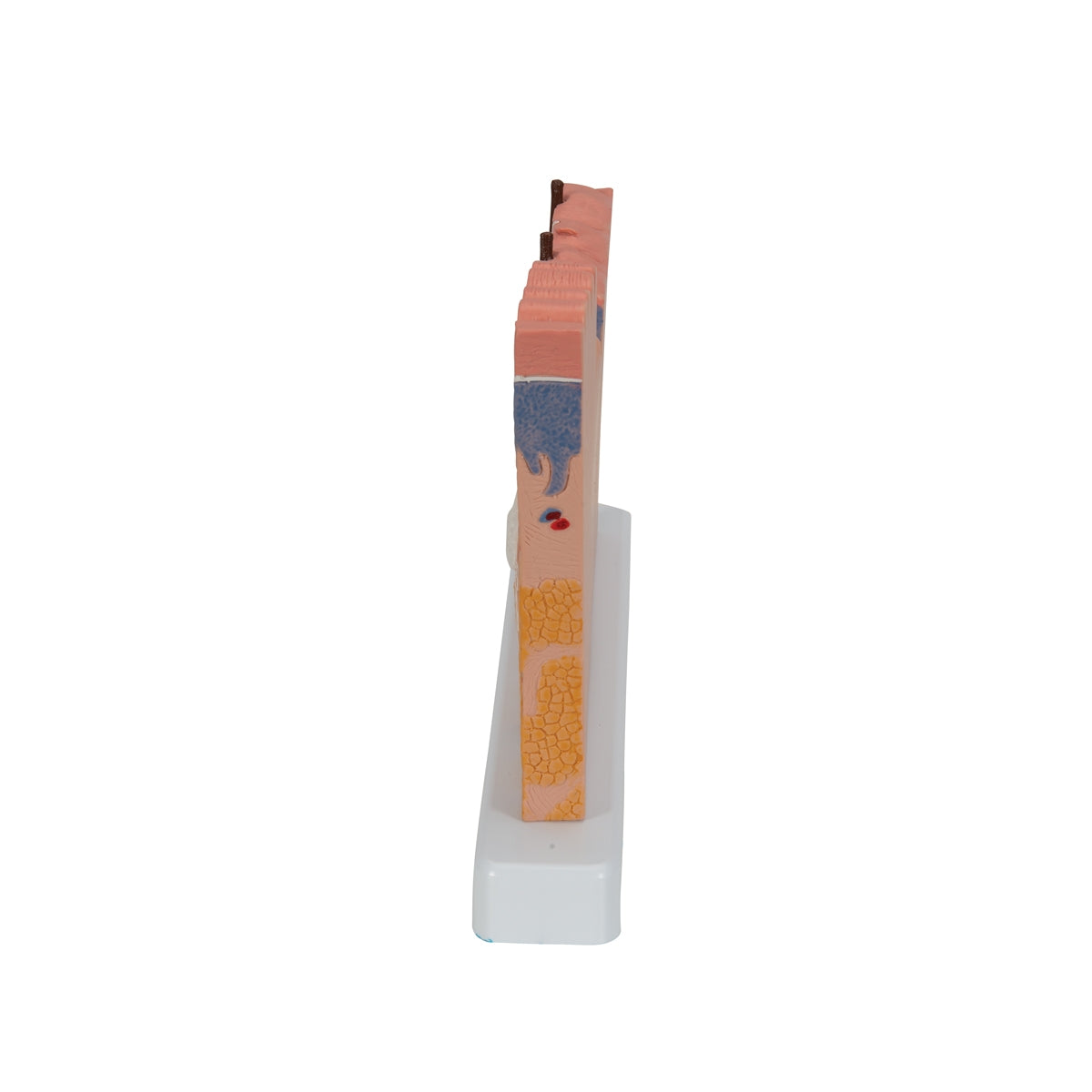 Human Skin Section Model, 40 times Full-Size – Medisave UK