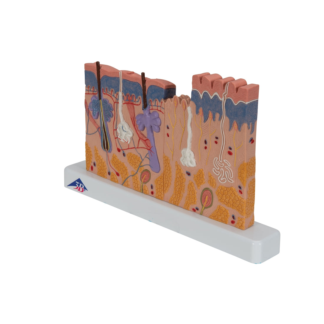 Human Skin Section Model, 40 times Full-Size – Medisave UK