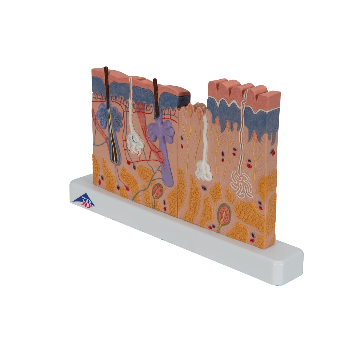 Human Skin Section Model, 40 times Full-Size – Medisave UK