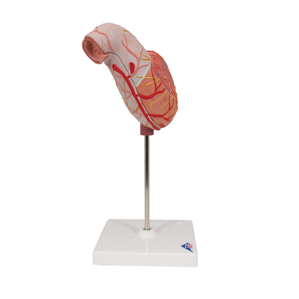 Human Stomach Model, 2 part – Medisave UK