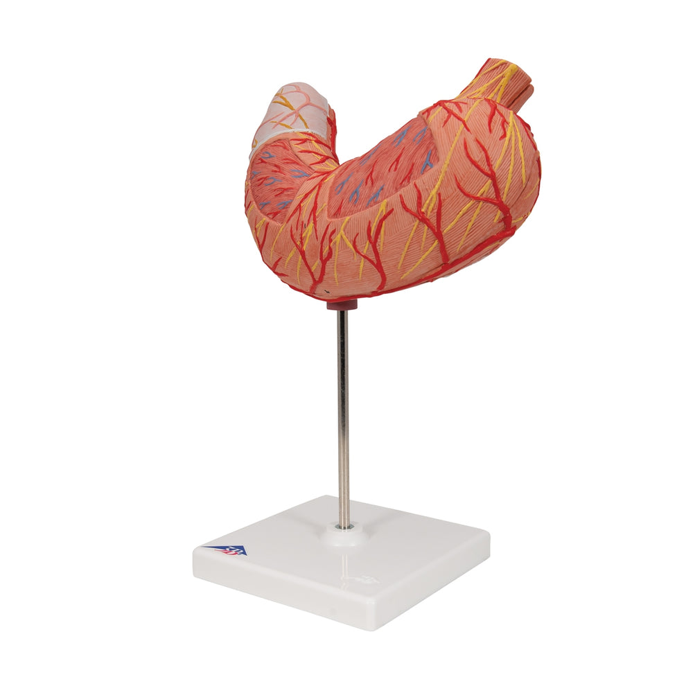 Human Stomach Model, 2 part – Medisave UK