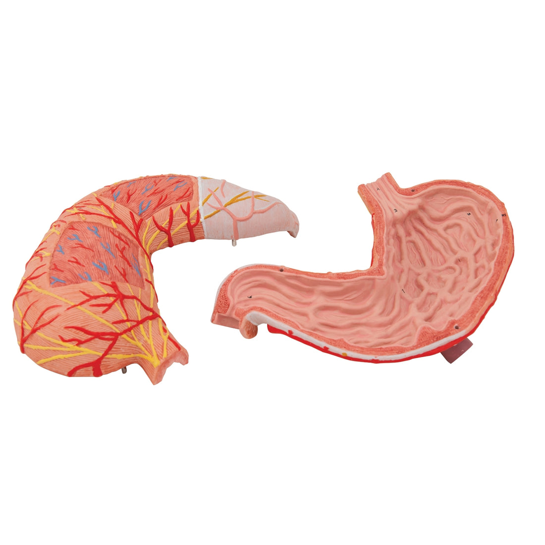 Human Stomach Model, 2 part – Medisave UK