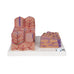 3B MICROanatomy™ Liver Model – Medisave UK