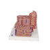 3B MICROanatomy™ Liver Model – Medisave UK