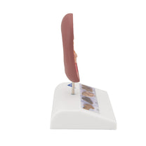 Kidney Stone Model – Medisave UK