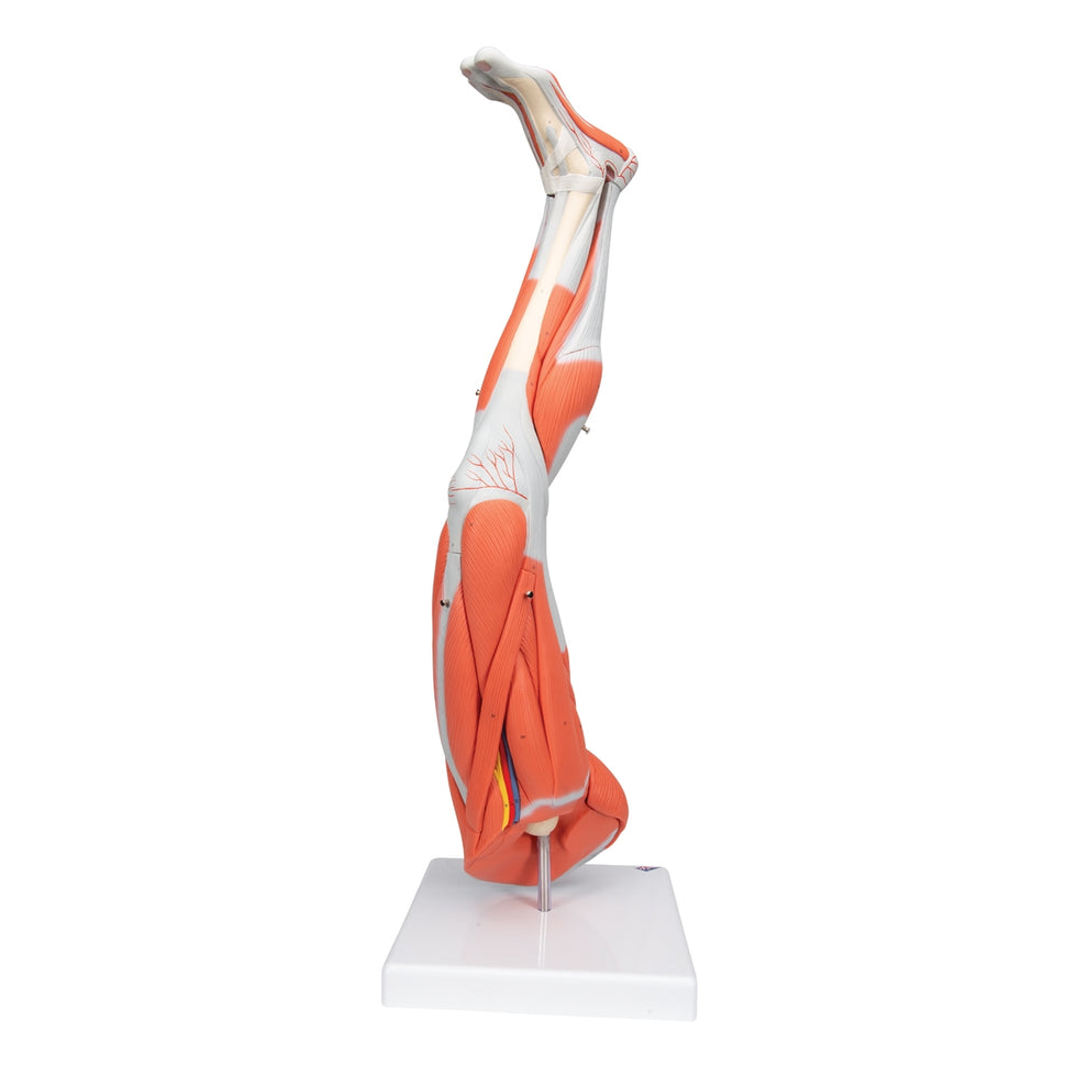 Muscle Leg Model, 3/4 Life-Size, 9 part – Medisave UK