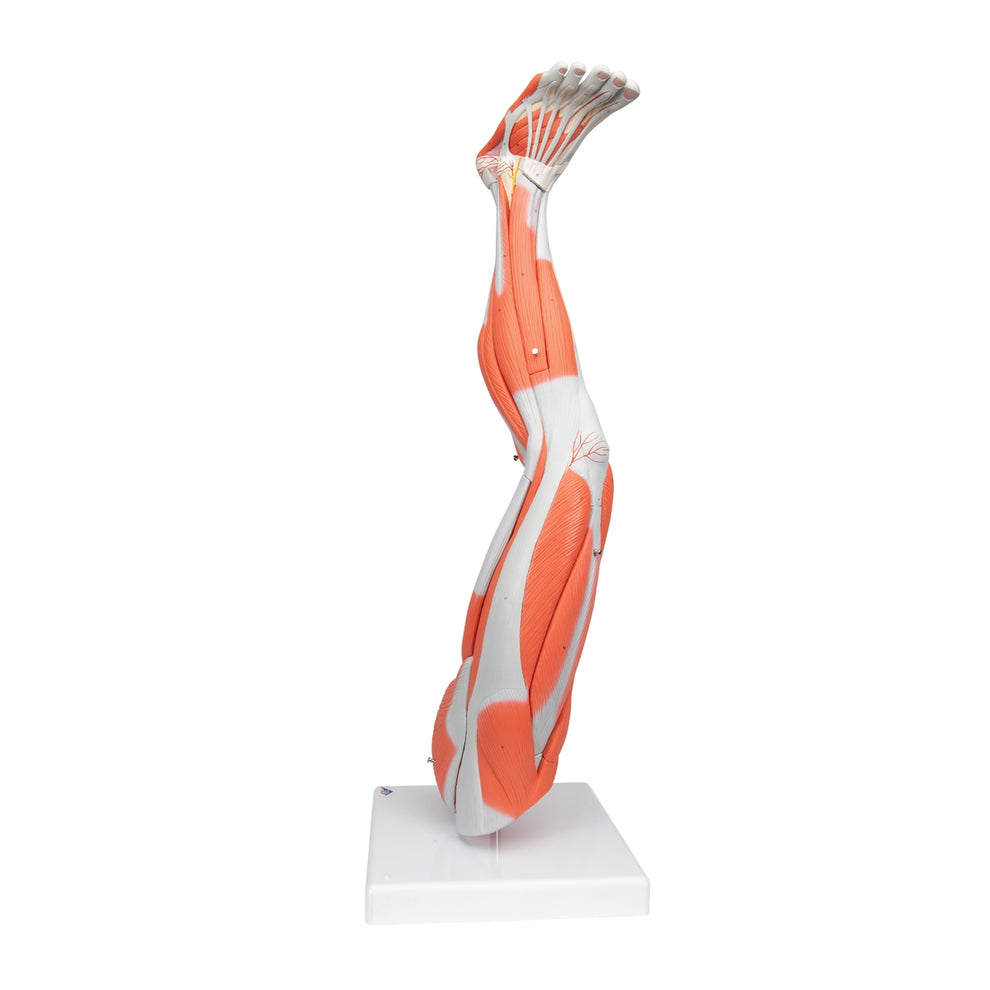 Muscle Leg Model, 3/4 Life-Size, 9 part – Medisave UK