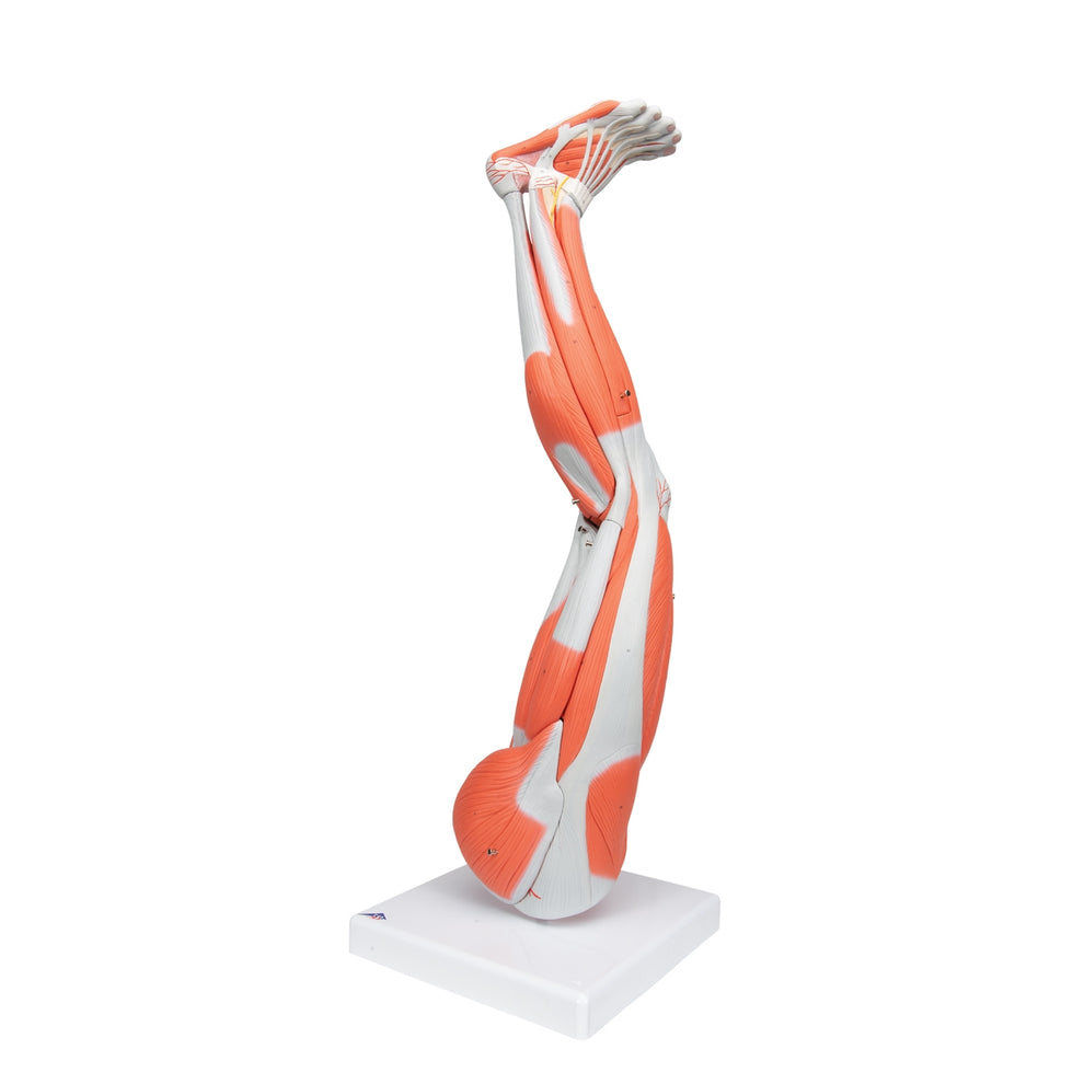 Muscle Leg Model, 3/4 Life-Size, 9 part – Medisave UK