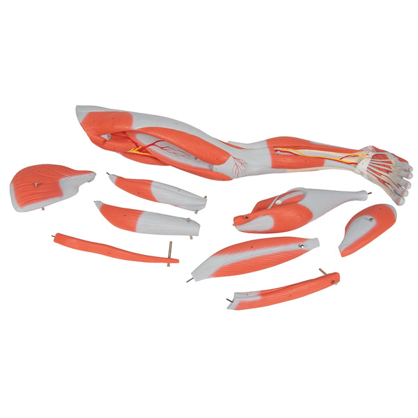 Muscle Leg Model, 3/4 Life-Size, 9 part – Medisave UK