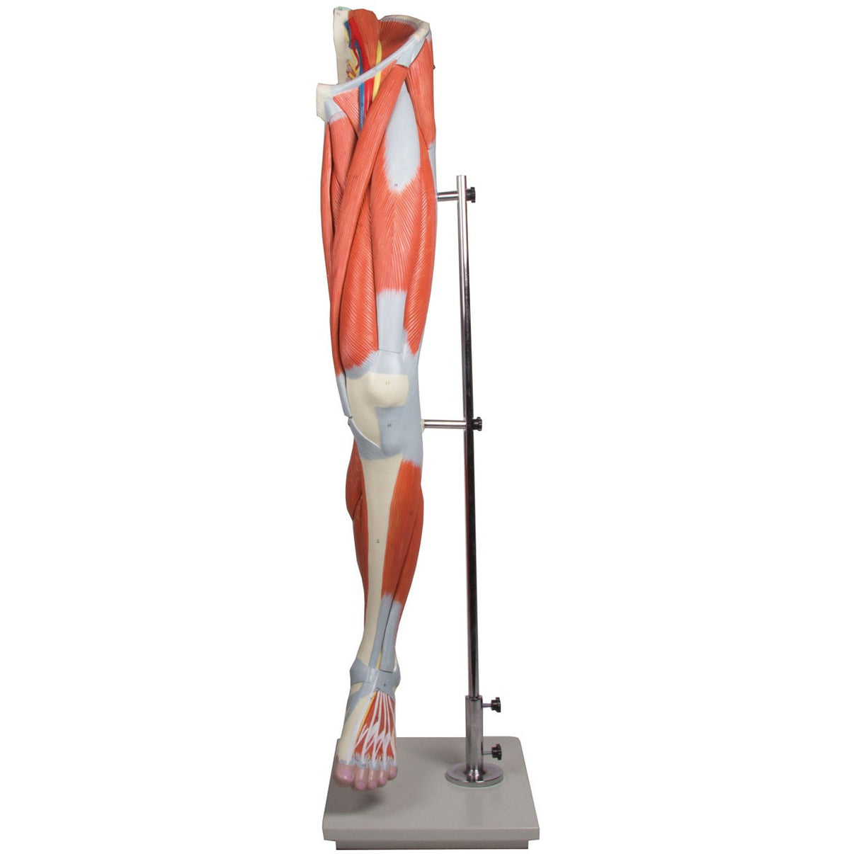 Leg Muscles Model - 13 Parts – Medisave UK