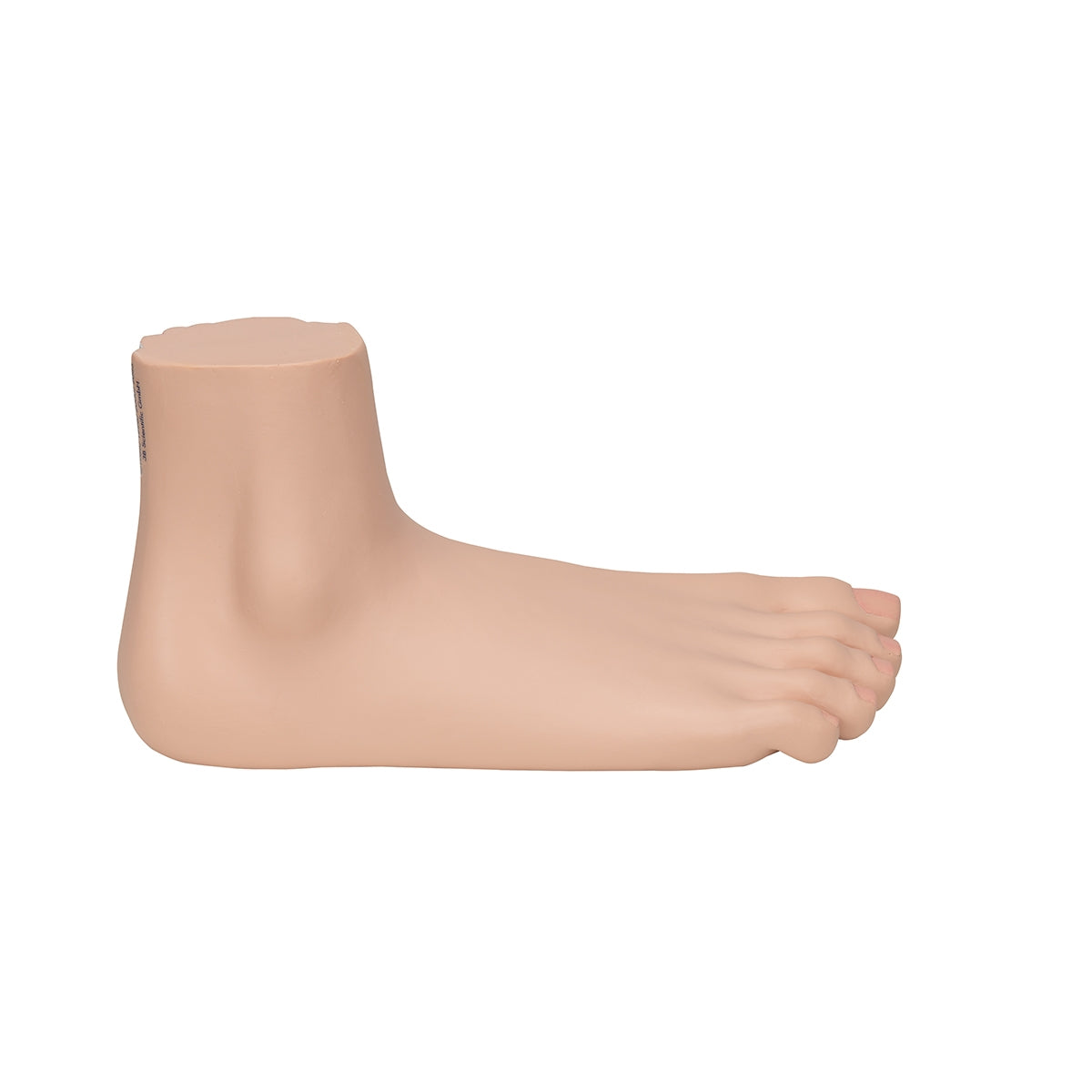 Flat Foot (Pes Planus) Model – Medisave UK