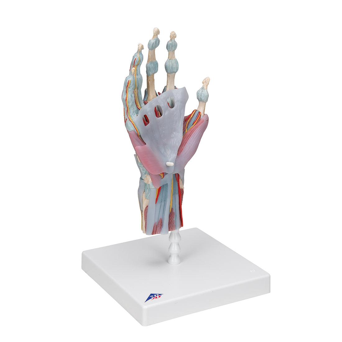 Hand Skeleton Model with Ligaments & Muscles – Medisave UK