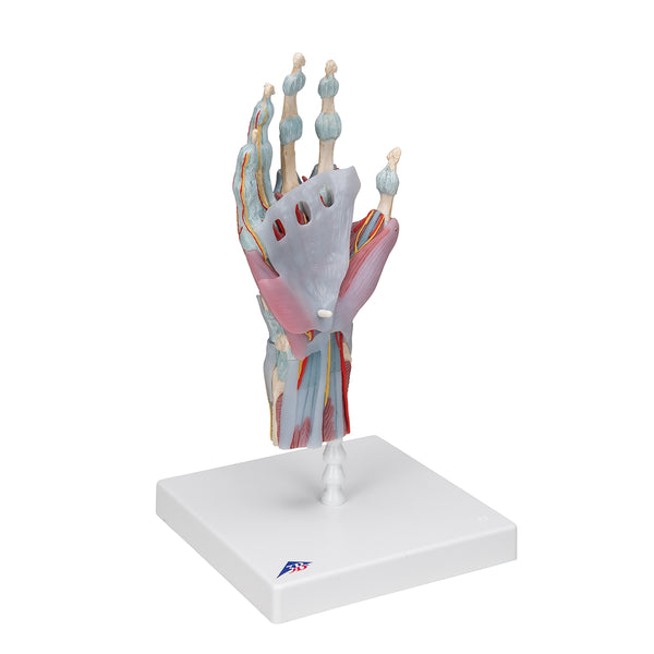 Hand Skeleton Model with Ligaments & Muscles – Medisave UK