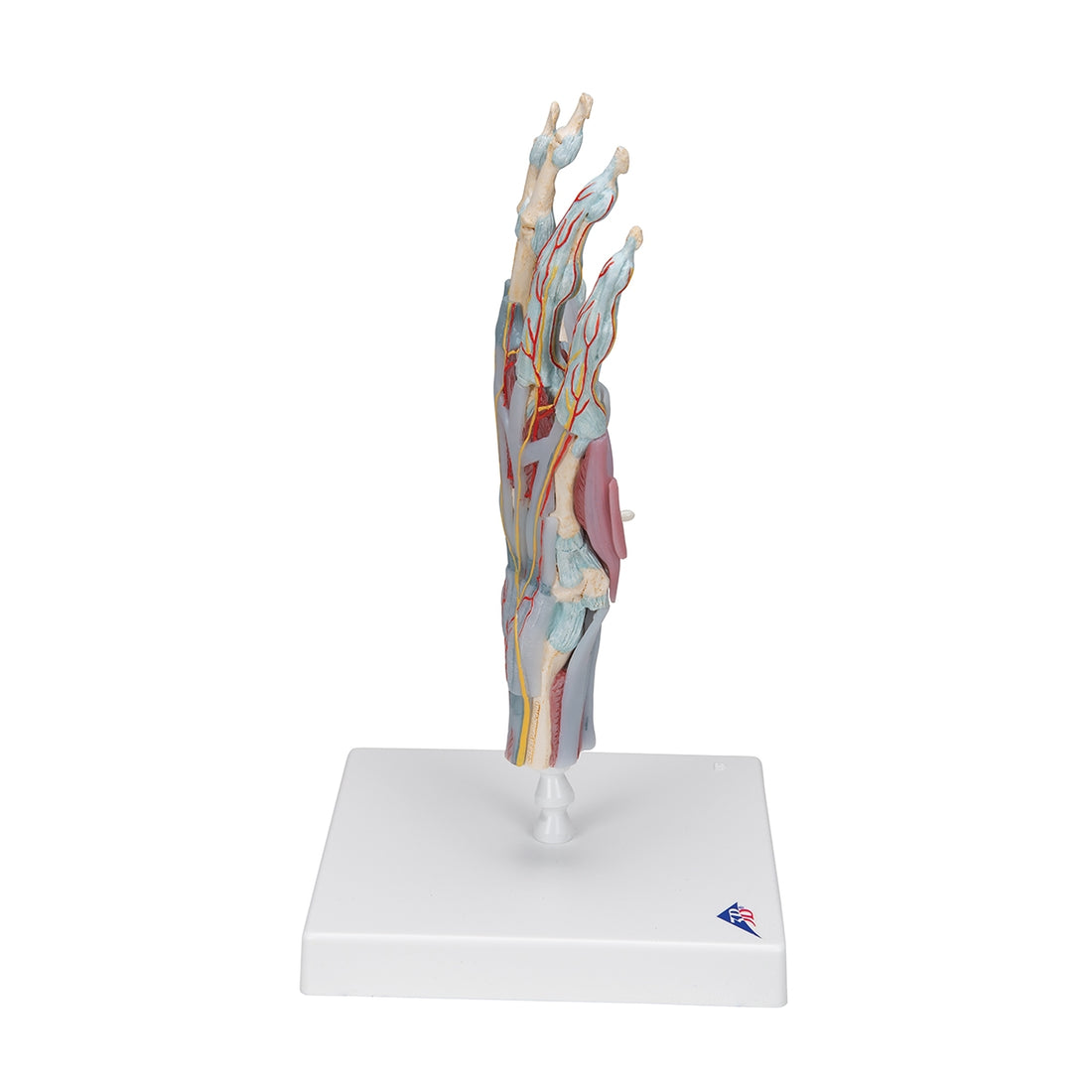 Hand Skeleton Model with Ligaments & Muscles – Medisave UK