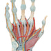 Hand Skeleton Model with Ligaments & Muscles – Medisave UK
