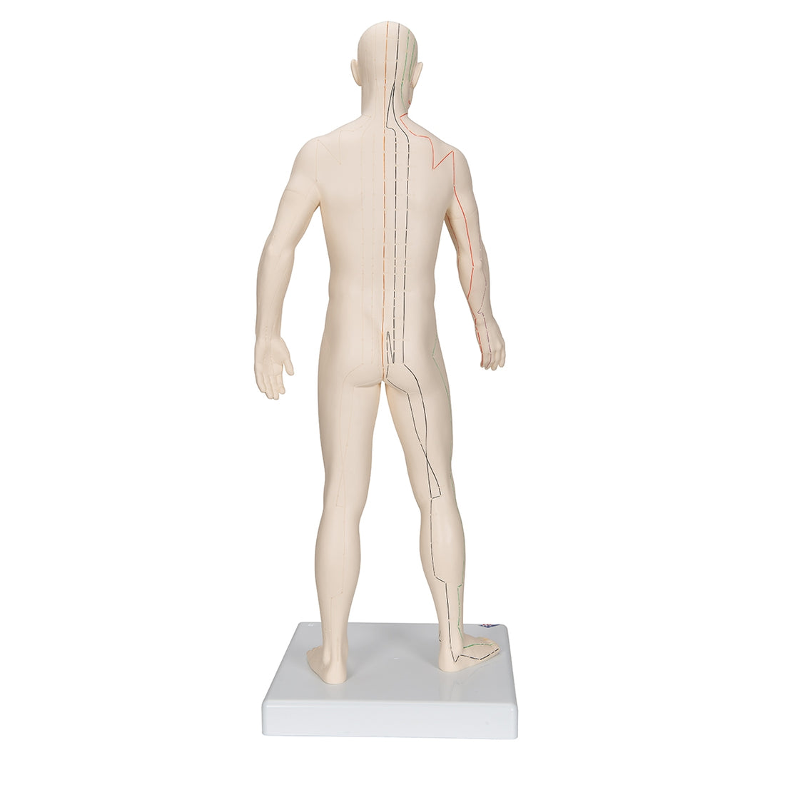 Acupuncture Model, Male – Medisave UK