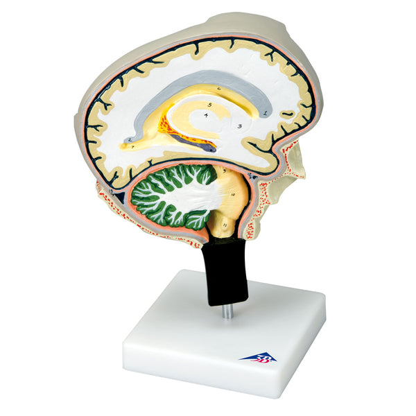 Brain Section Model with Medial and Sagittal Cuts – Medisave UK